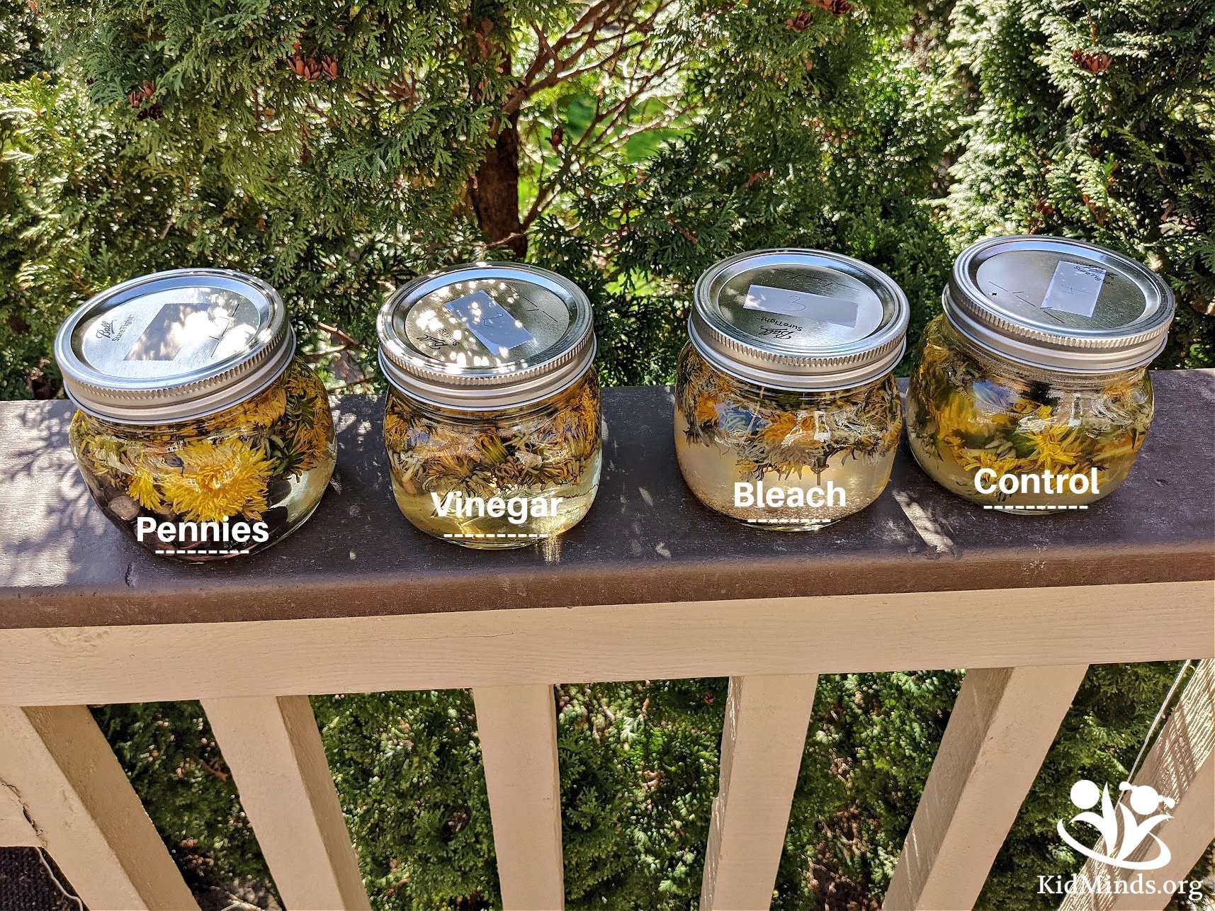 The Best Flower Science Experiment (Free PDF) | KidMinds
