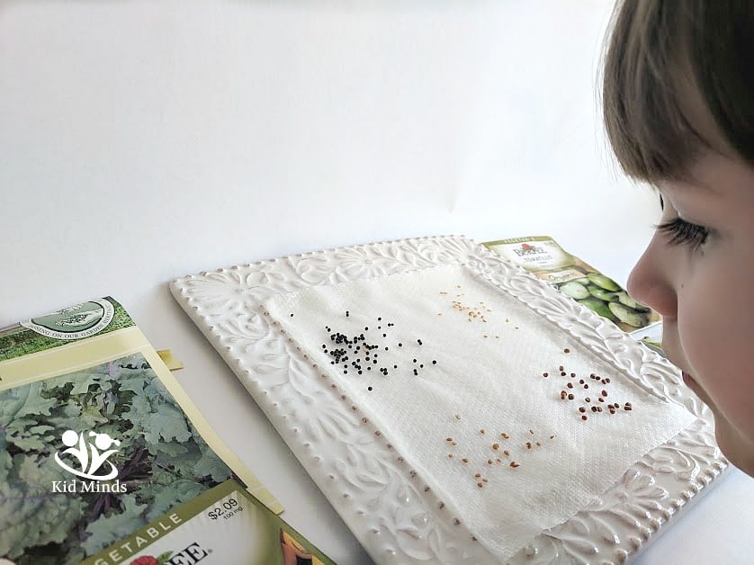 How to Germinate Seeds In One Day (Free Printables) | KidMinds