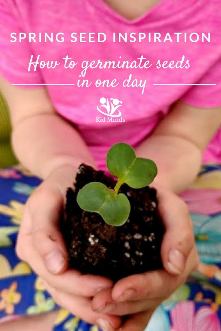 How to Germinate Seeds In One Day (Free Printables) | KidMinds
