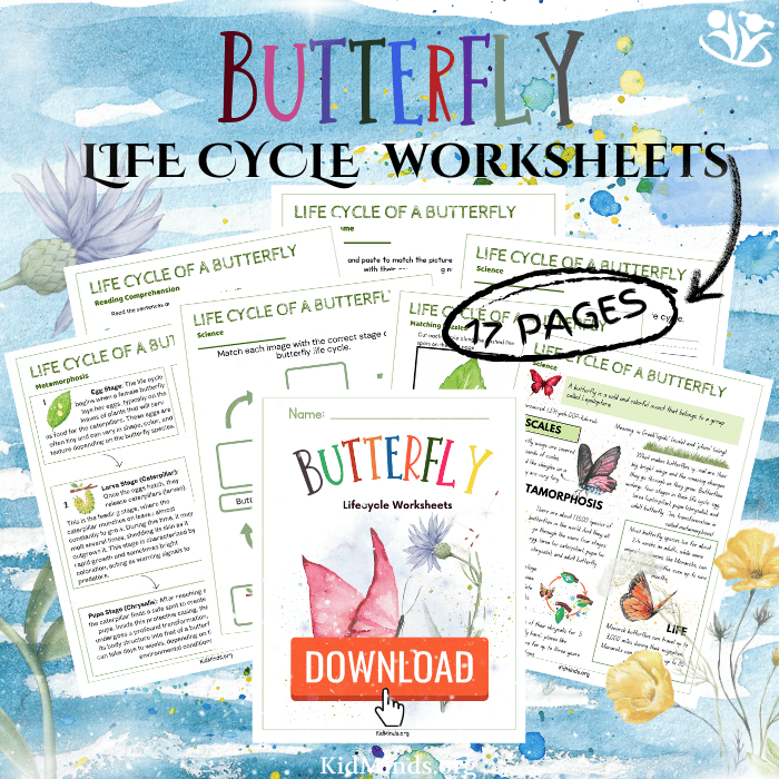 The Best Butterfly Life Cycle Printables (Free) | KidMinds