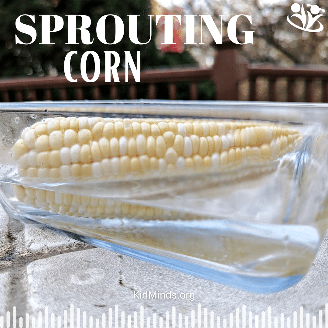 The Best and Most Exciting Thanksgiving Science | KidMinds