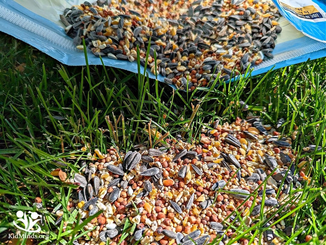 Exciting Bird Science: The Best Snacks for Birds | KidMinds