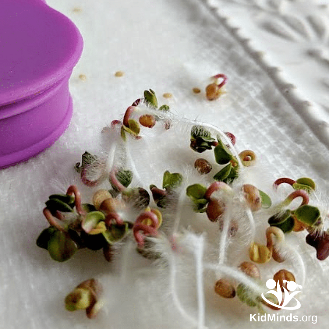 15 Easy Mind Blowing Science Activities to Do Outside | KidMinds