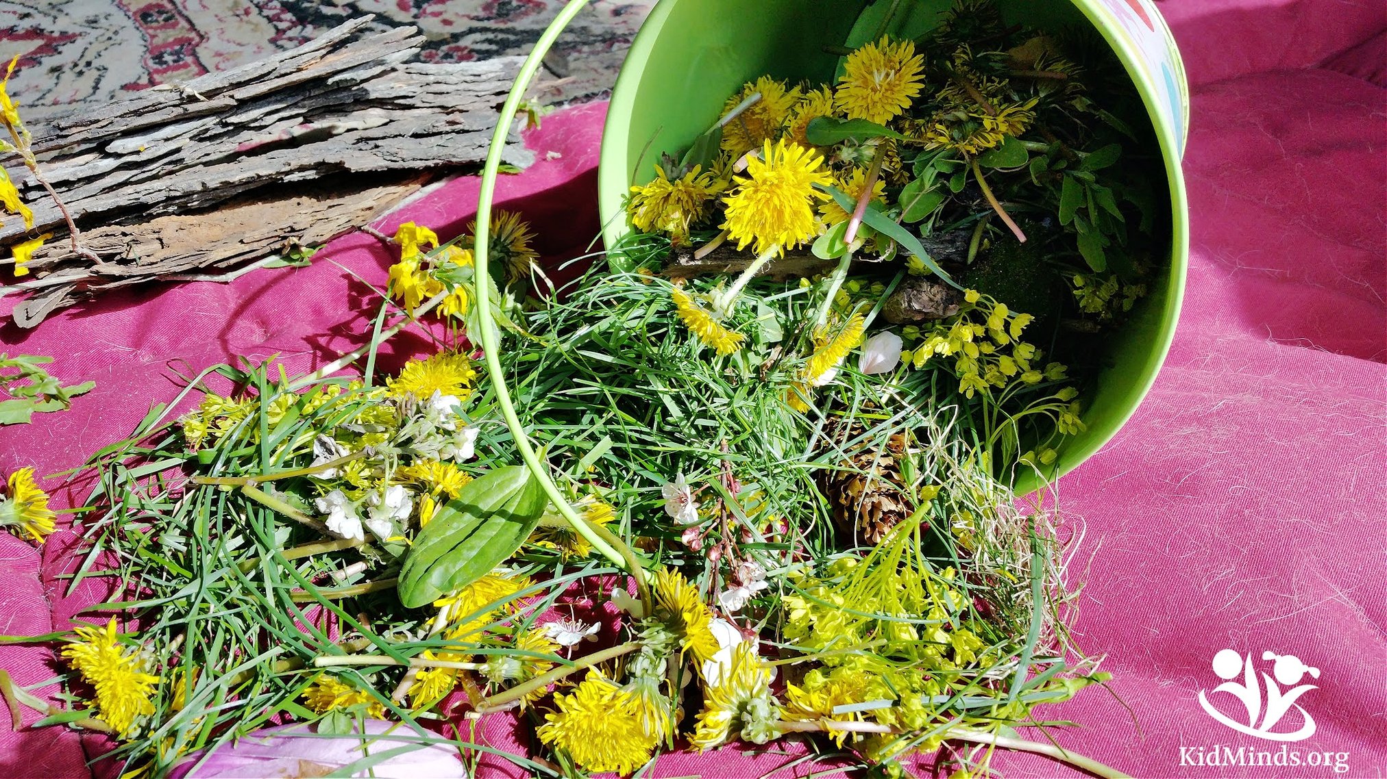 The Best and Most Remarkable Dandelion Experiments and Activities ...