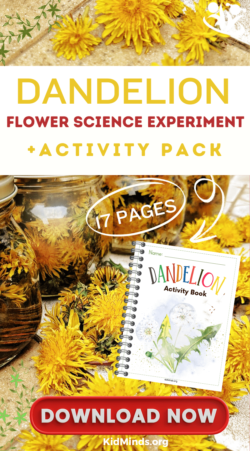 The Best Flower Science Experiment (Free PDF) | KidMinds