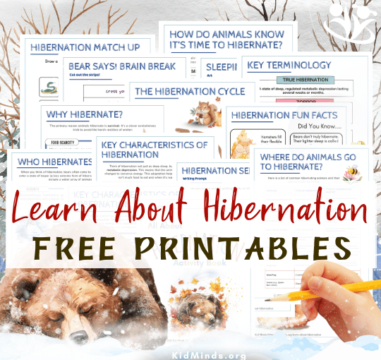 The Best Hibernation Activity Pack (Free PDF) | KidMinds