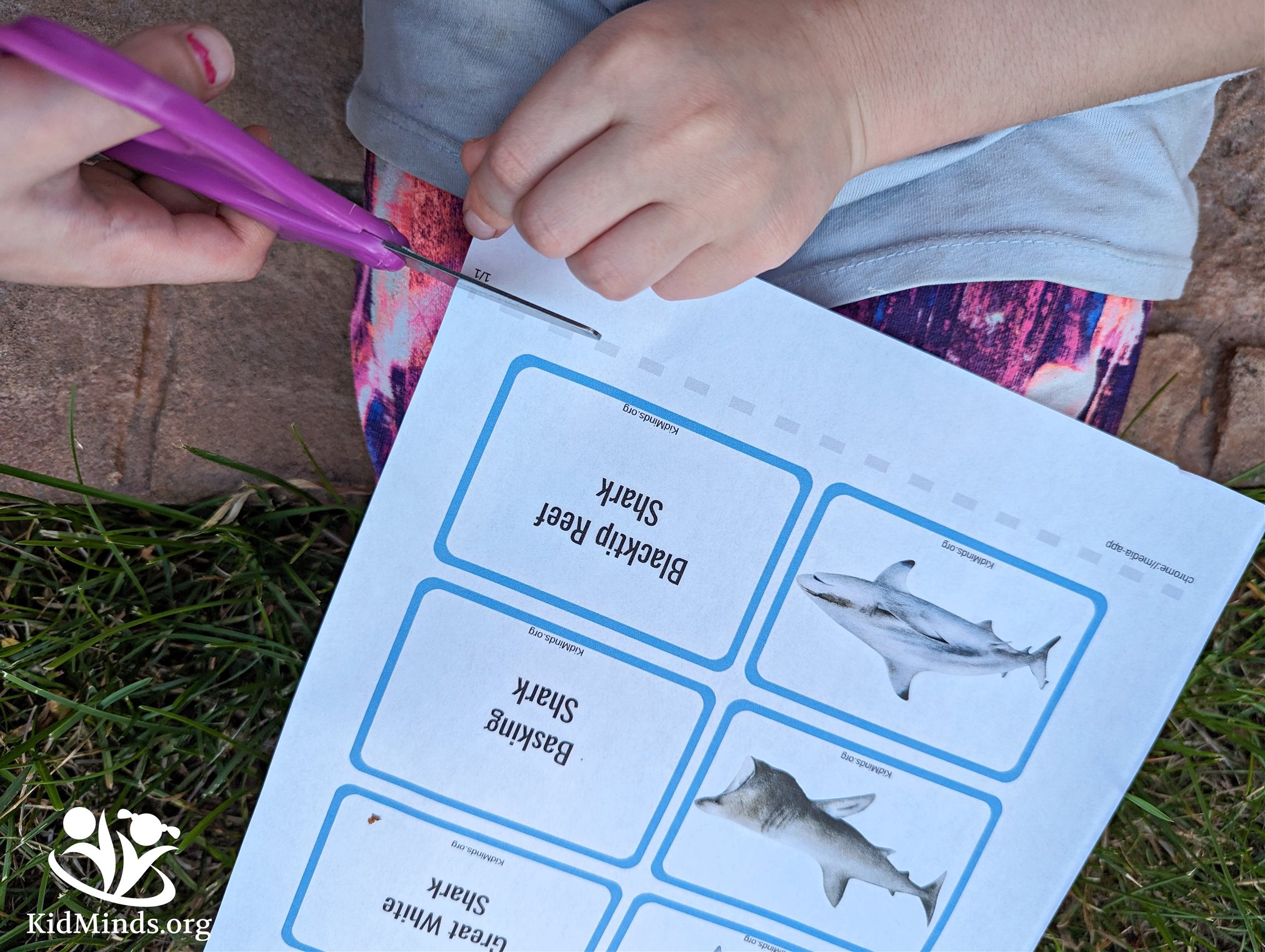 The Best Shark Names Memory Game (Free PDF) | KidMinds