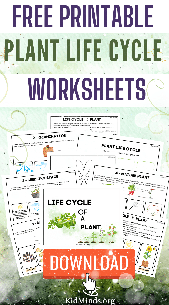 The Best Life Cycle of a Plant Pack (Free PDF) | KidMinds