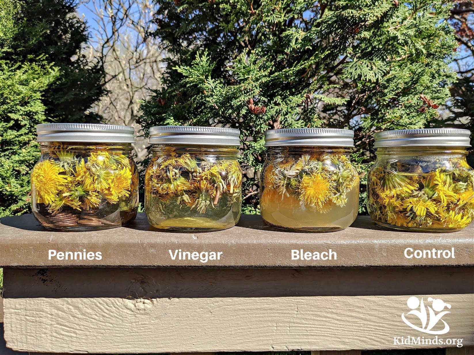 The Best Flower Science Experiment (Free PDF) | KidMinds