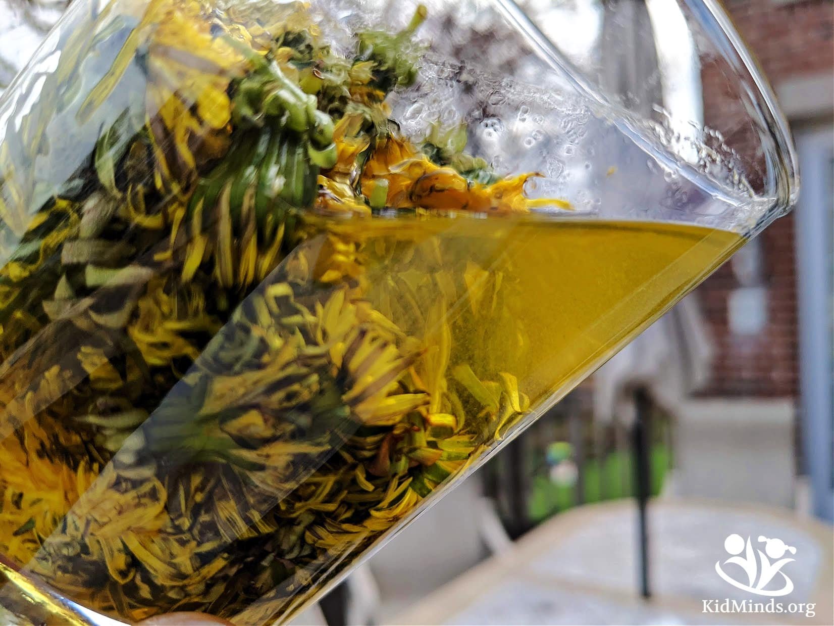 The Best and Most Remarkable Dandelion Experiments and Activities ...