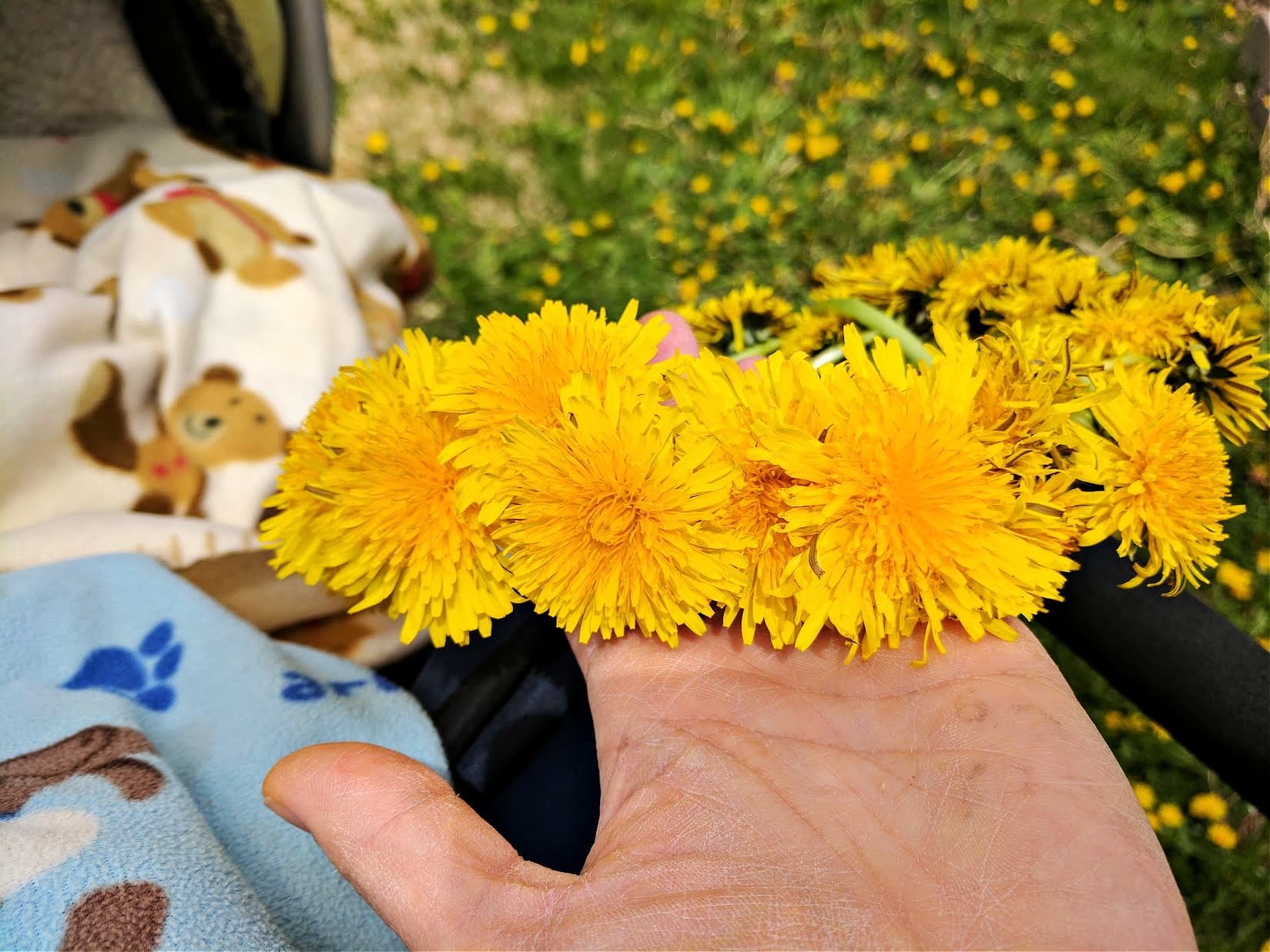 The Best and Most Remarkable Dandelion Experiments and Activities ...