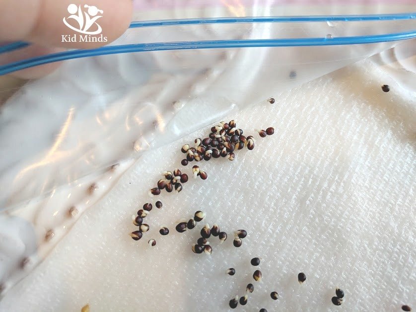 How to Germinate Seeds In One Day (Free Printables) | KidMinds