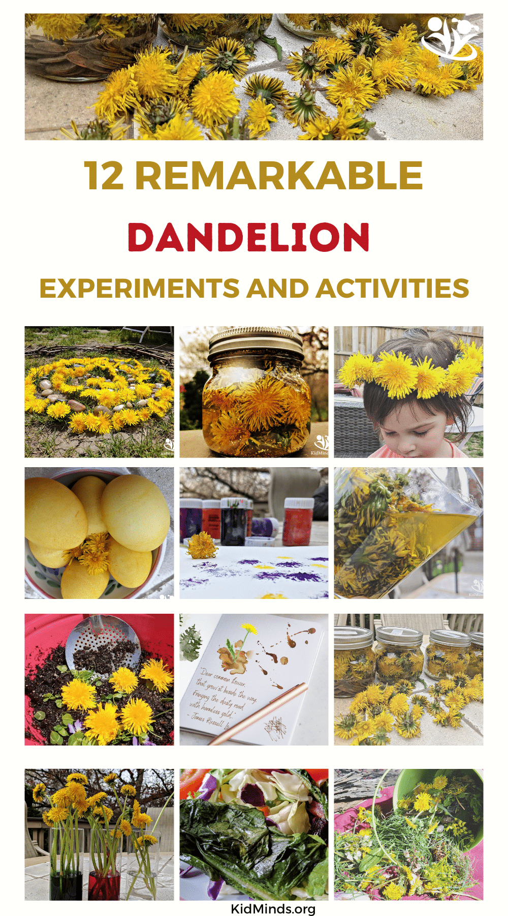 The Best and Most Remarkable Dandelion Experiments and Activities ...
