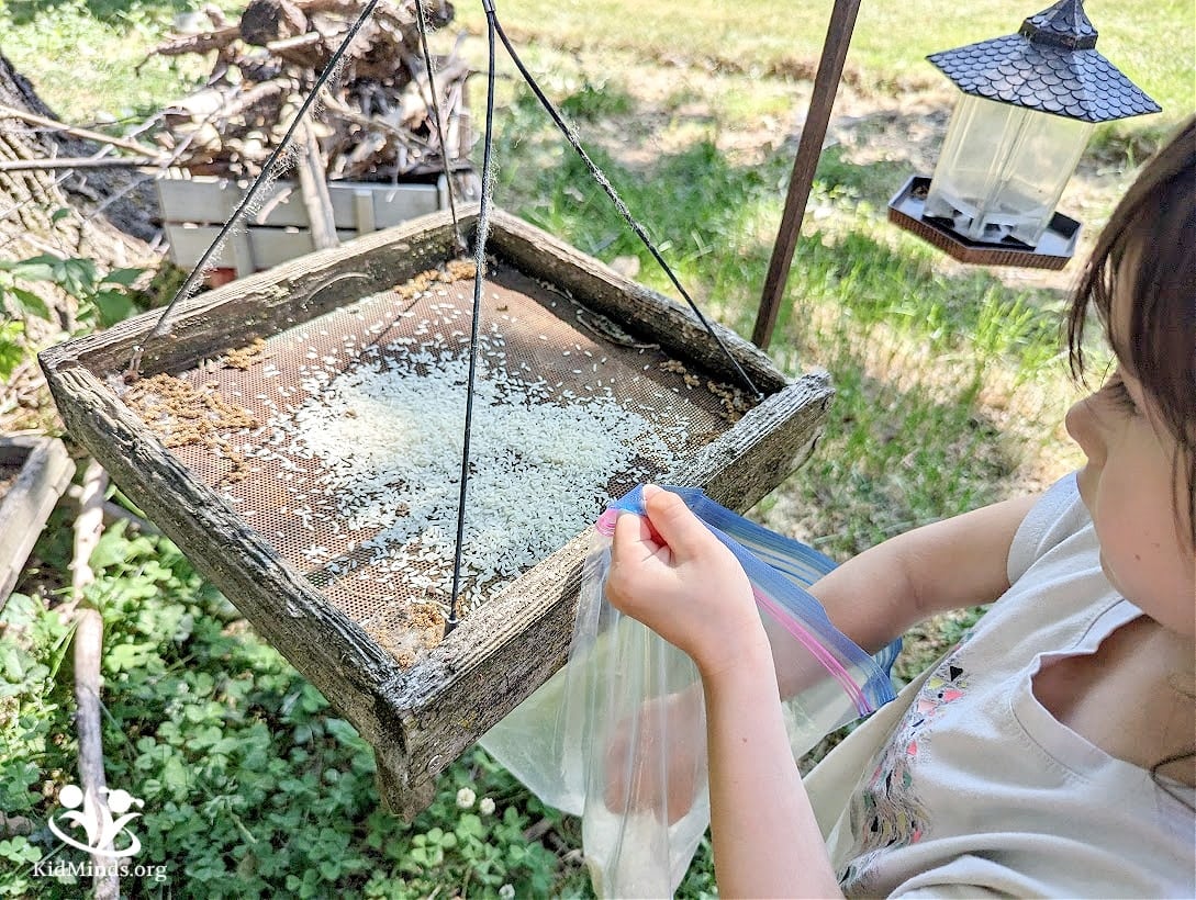 Exciting Bird Science: The Best Snacks for Birds | KidMinds
