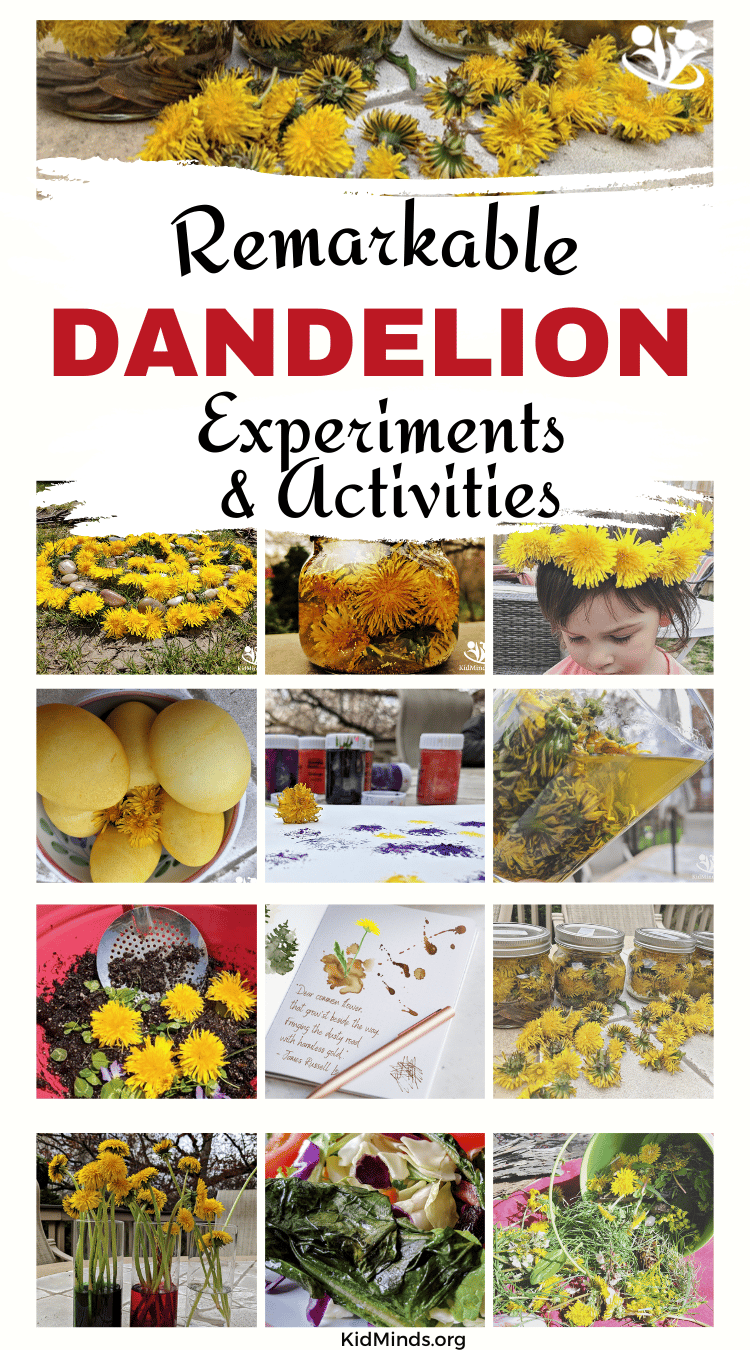The Best and Most Remarkable Dandelion Experiments and Activities ...