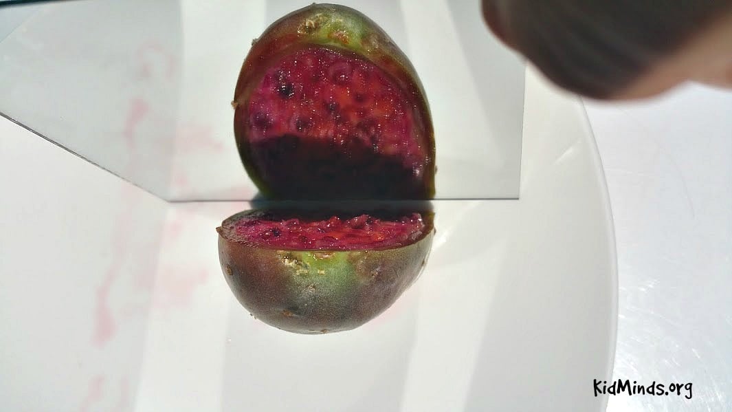 Fun Science with Fruits and Vegetables – Symmetry in Nature | KidMinds