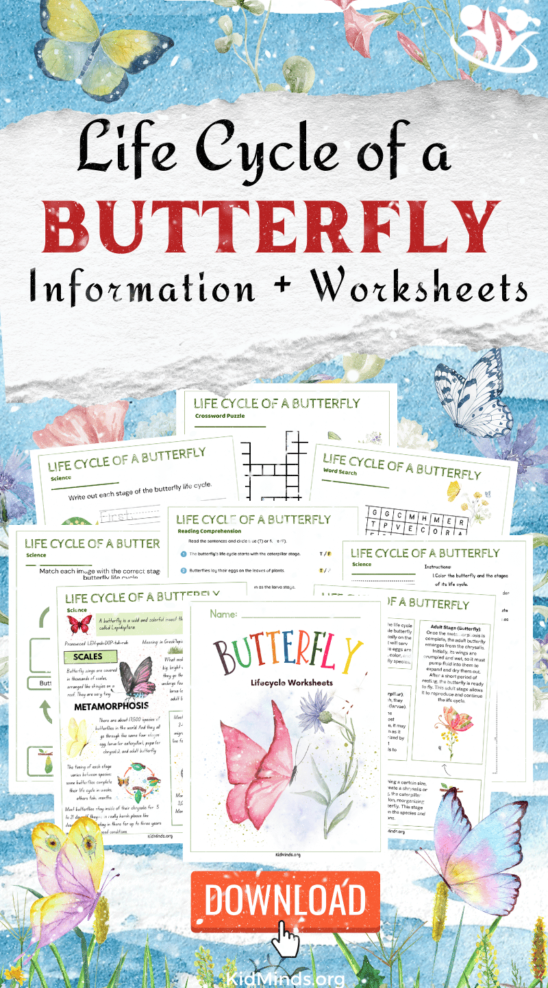 The Best Butterfly Life Cycle Printables (Free) | KidMinds