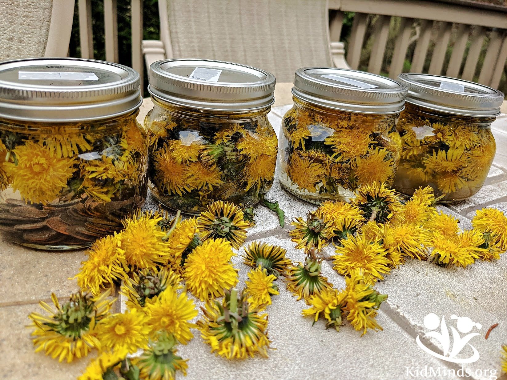 The Best Flower Science Experiment (Free PDF) | KidMinds