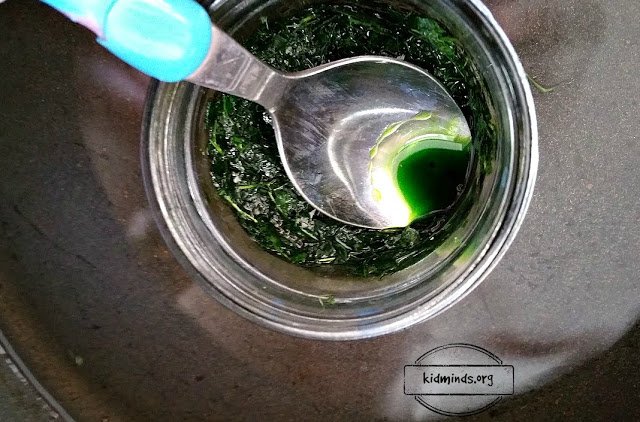 Maple Leaf Science: how to extract chlorophyll and paint a duck | KidMinds