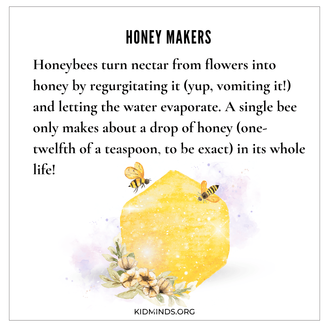 The Best Bee Facts for Kids (Free PDF) | KidMinds