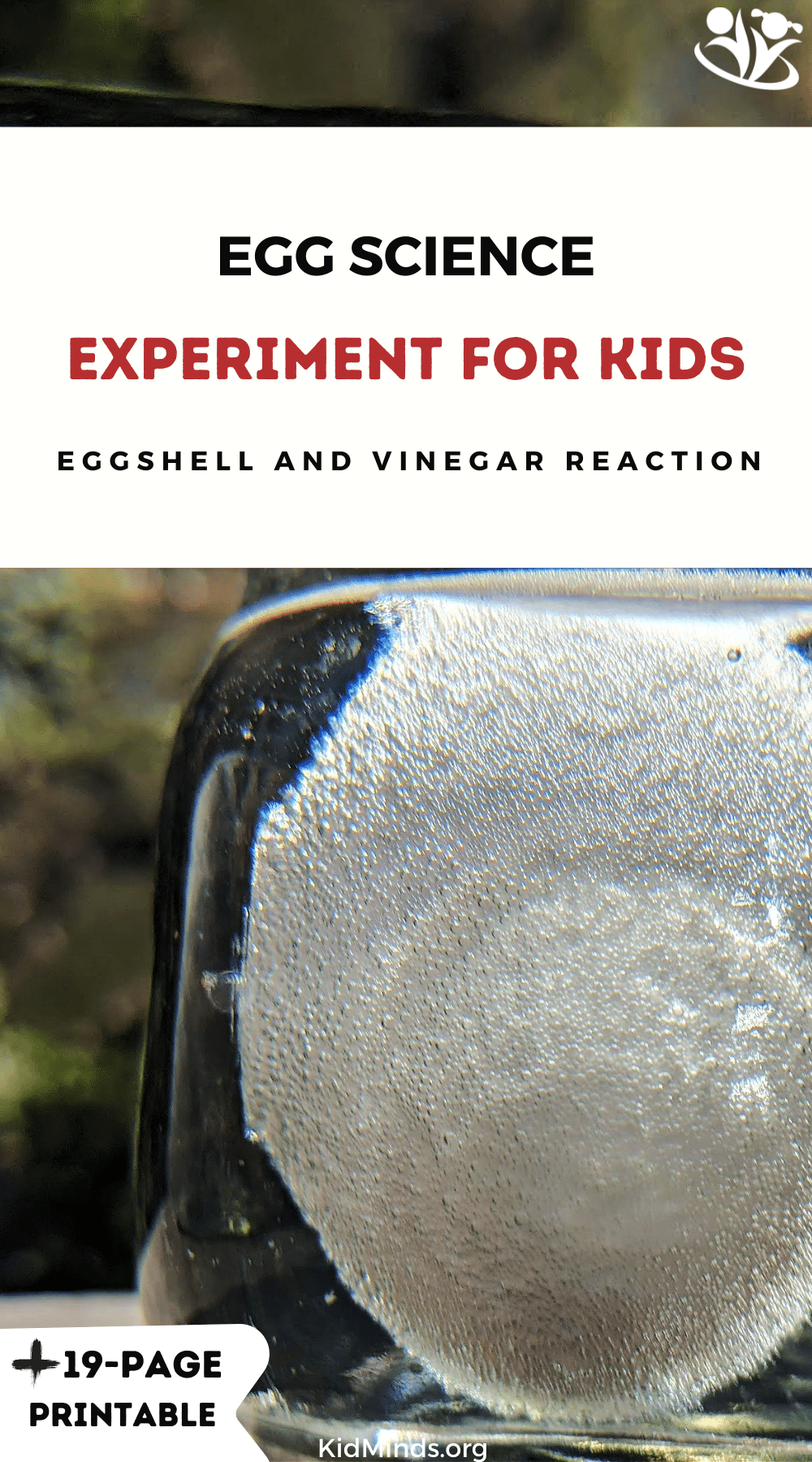 The Best Egg Science (With Lots of Free Printables) | KidMinds