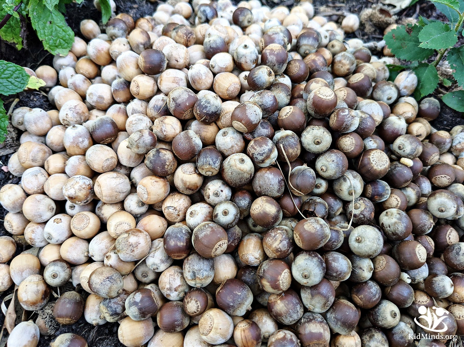 How to Make Fantastic Acorn Catapult! | KidMinds