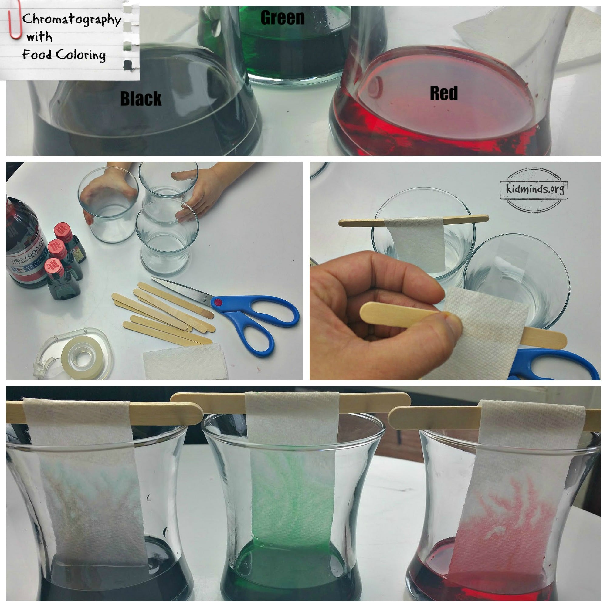 The Best Chromatography Experiments for Kids | KidMinds