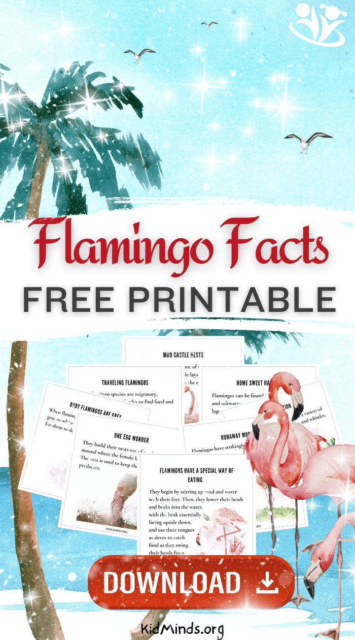 The Best Facts About Flamingos (Free PDF) | KidMinds