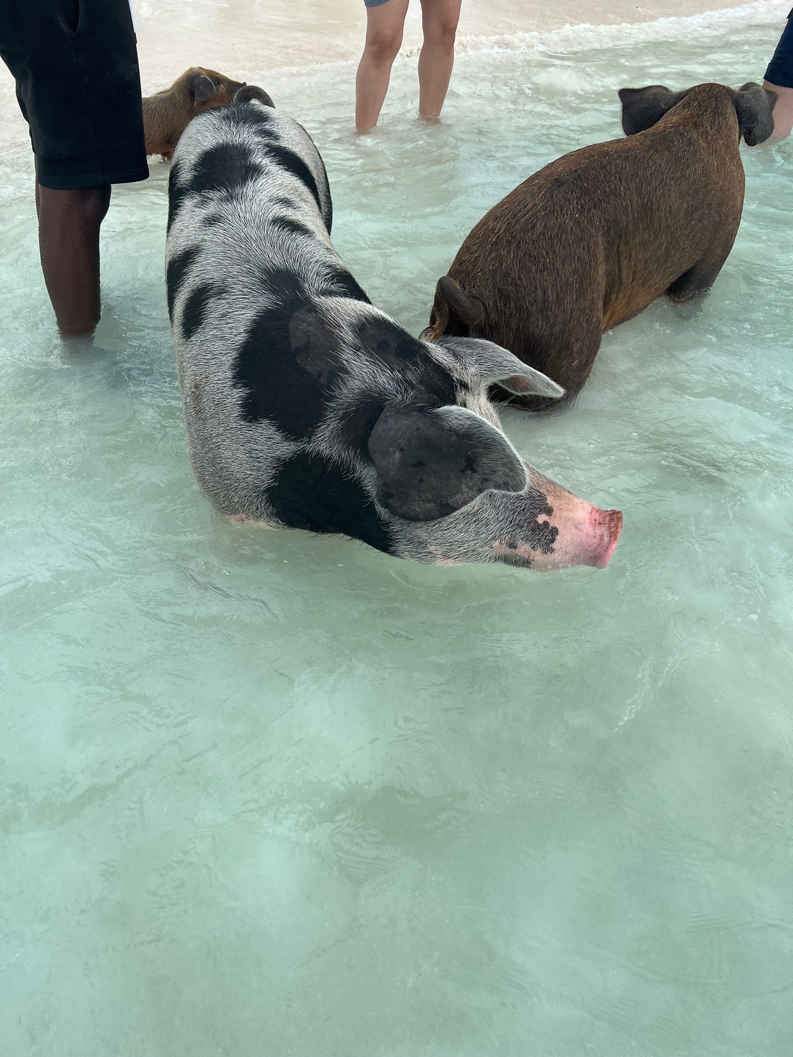 Yacht Day, a Famous Island and Swimming with Pigs - Big Guy Big World