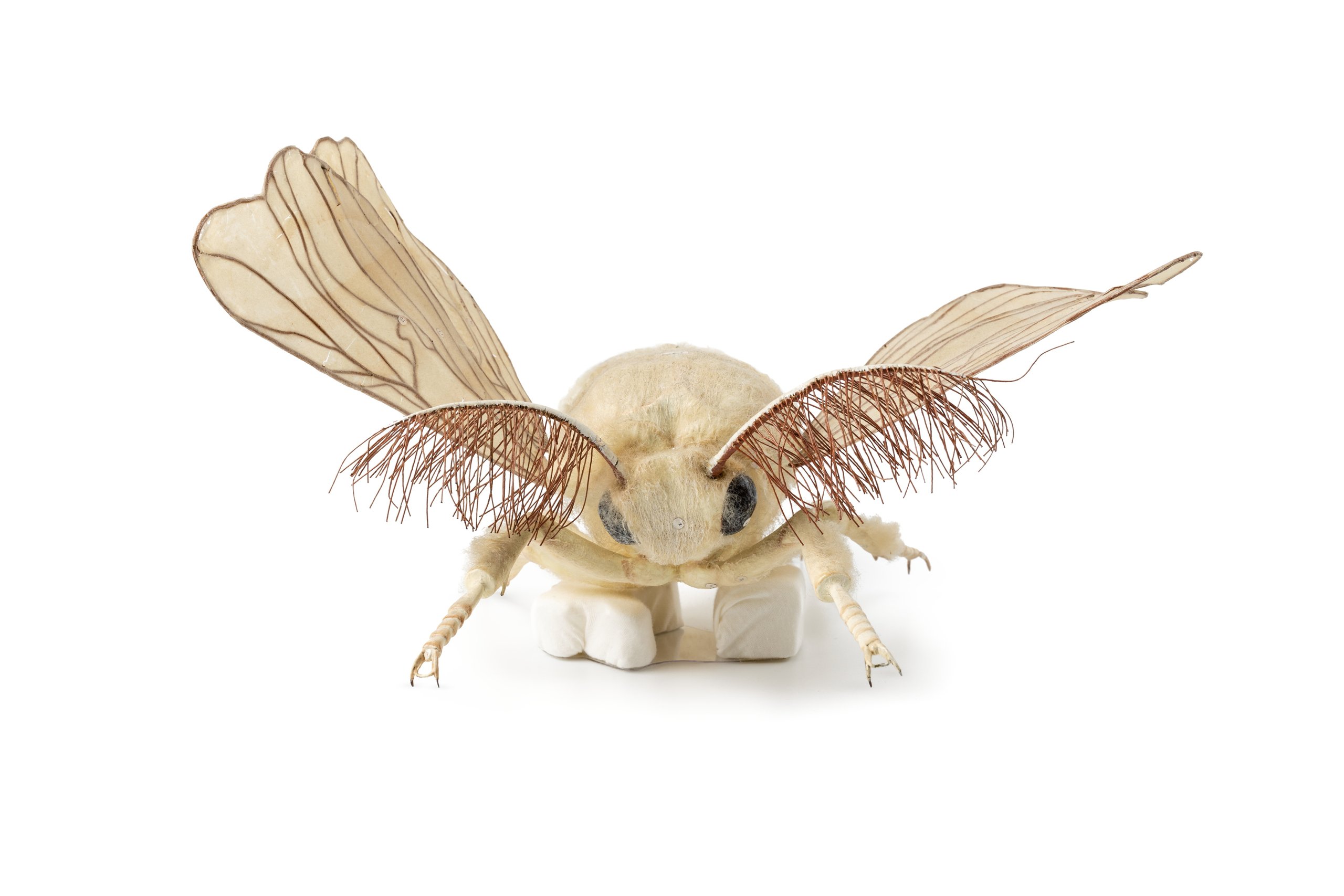 Silkworm Moth Female