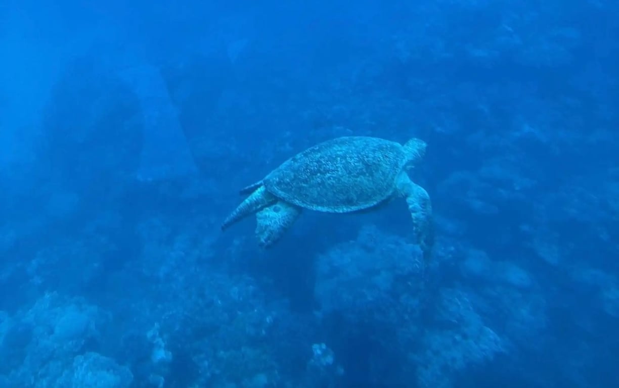 Tour Sea Scope Royal Sharm El Sheikh | Osservazione della Barriera ...